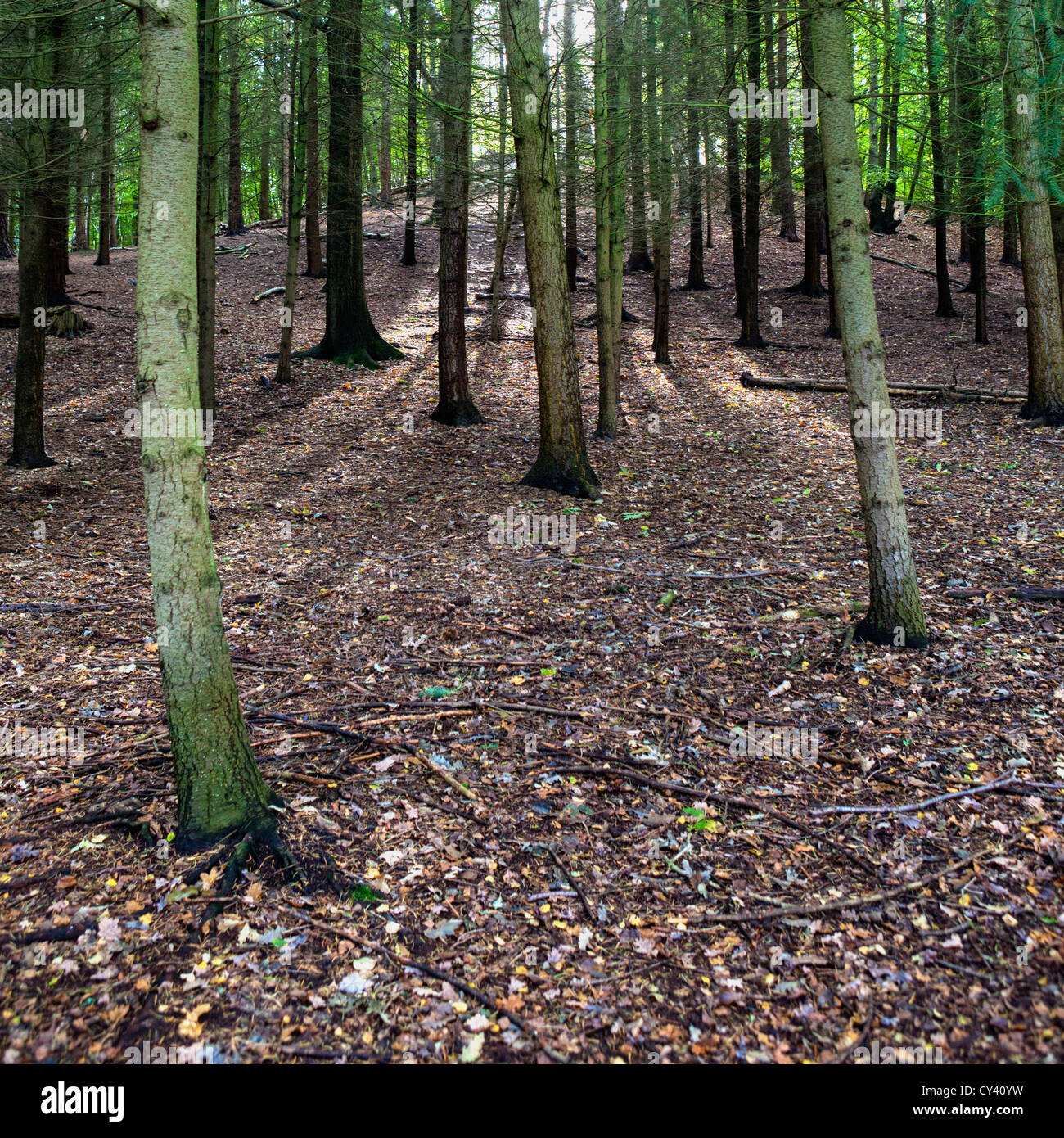 Late afternoon sun shining through the trees - Esher Common Stock Photo ...
