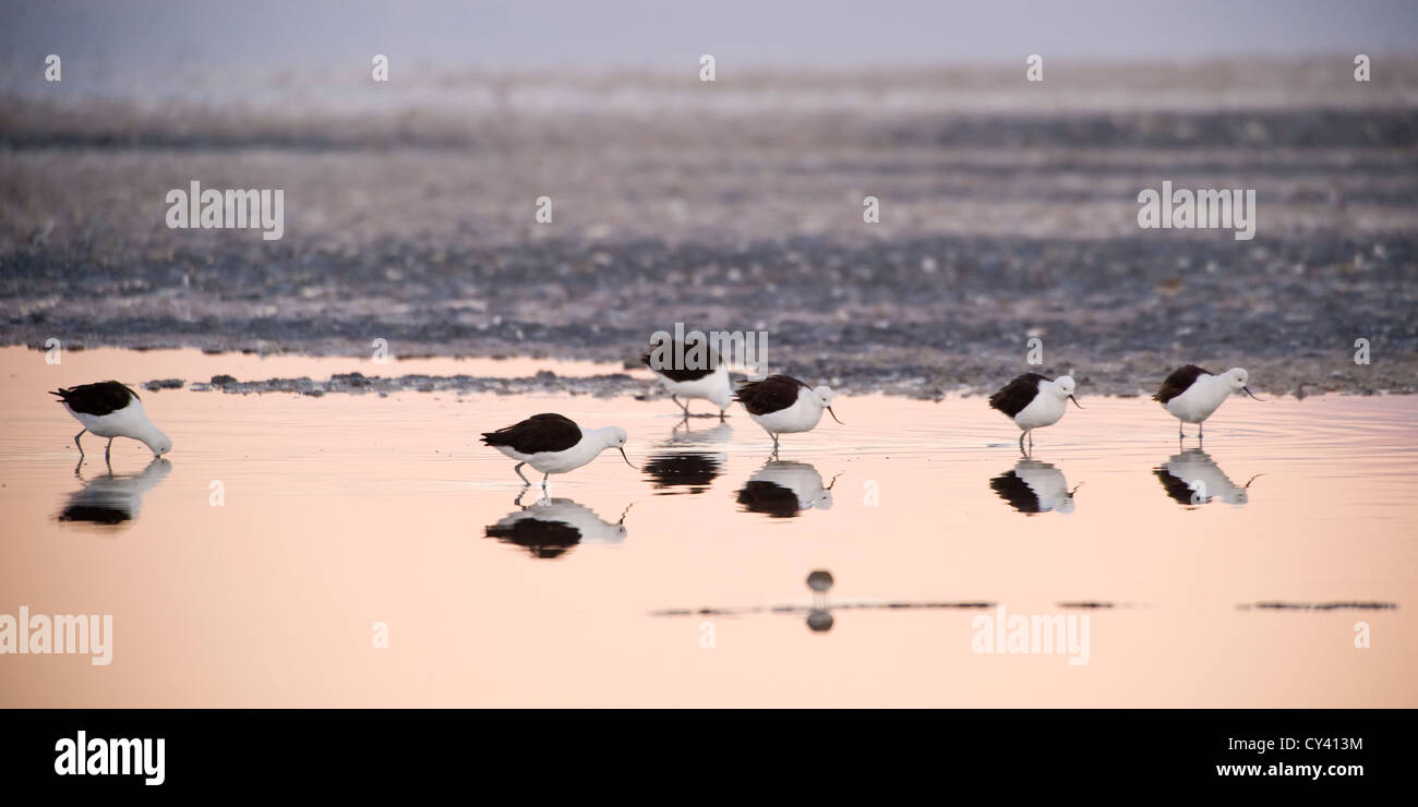 Andean Avocet (Recurvirostra andina), Laguna de Chaxa, Atacama desert ...