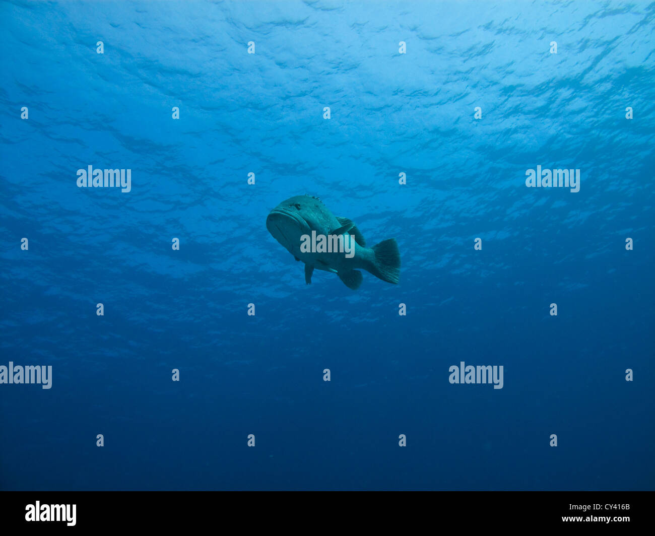 Giant Potato Cod (Epinephelus tukula) swimming above diver on the Great ...