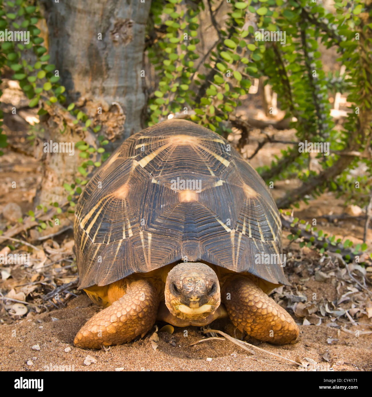 Radiated Tortoise (Astrochelys radiata), Berenty Nature Reserve ...