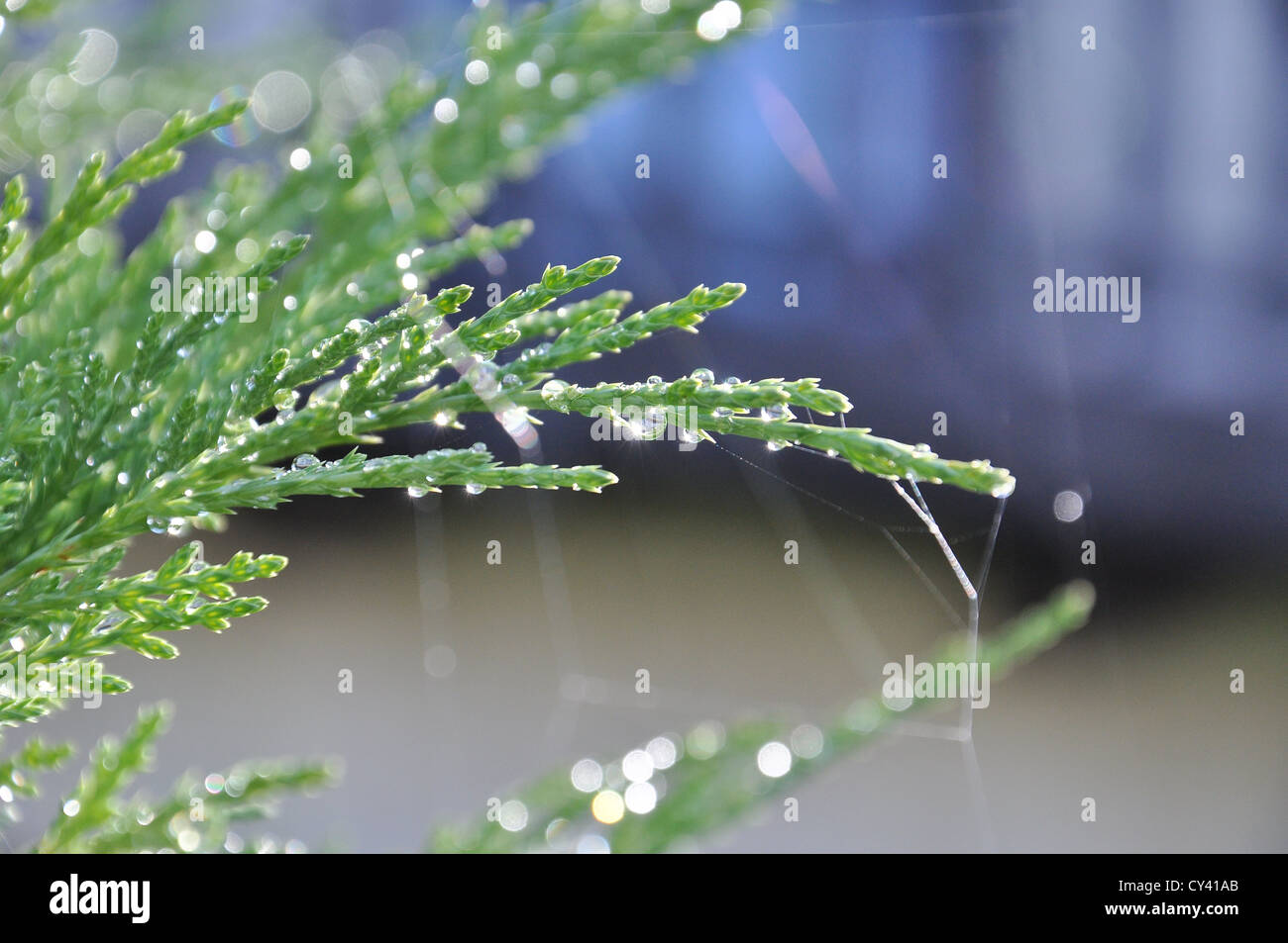 rain, drop, tree, branch Stock Photo - Alamy