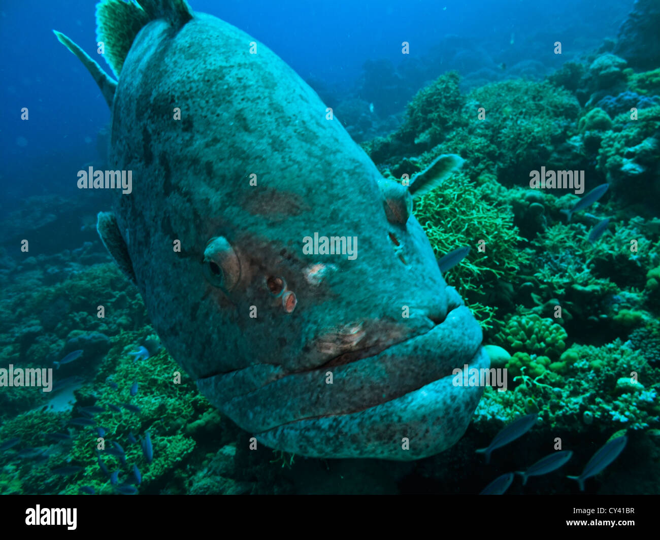 Closeup of head of a Giant Potato Cod (Epinephelus tukula) swimming on ...
