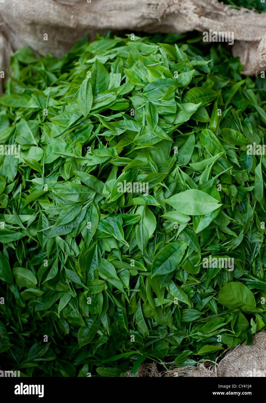 Tea Plantation In Cyamudongo Area - Rwanda Stock Photo - Alamy