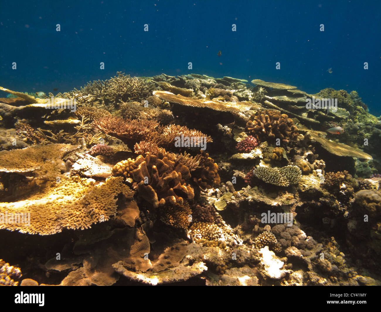 Hard and soft coral colony on Great Barrier Reef Australia Stock Photo ...