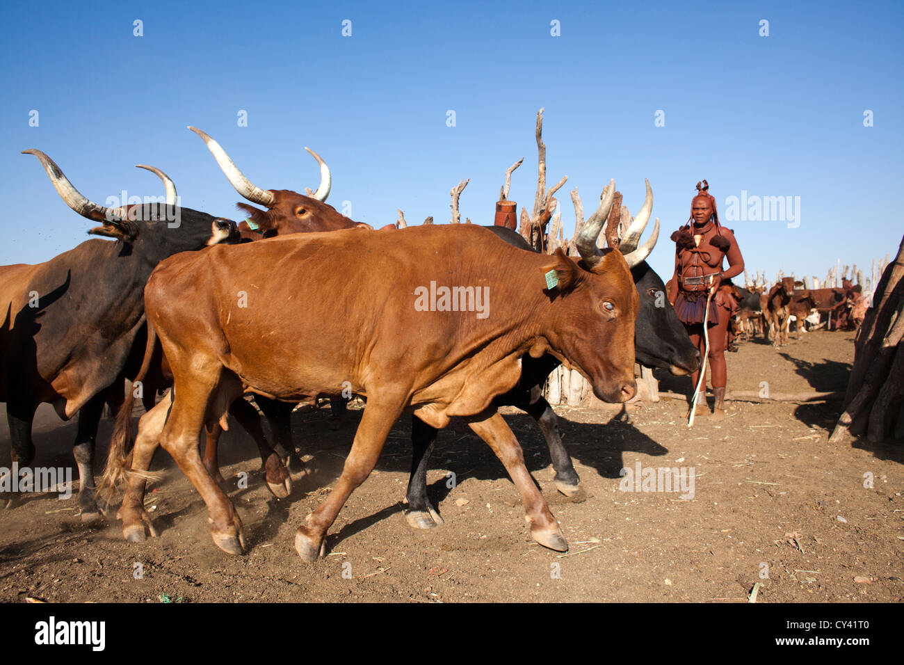 Himba tribe in Namibia Stock Photo - Alamy