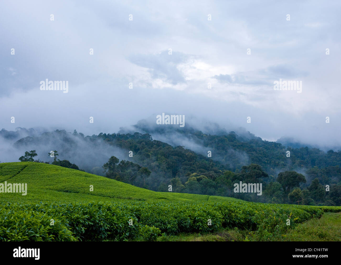 Tea plantations rwanda hi-res stock photography and images - Alamy