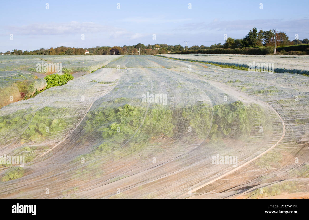 Turnip crop growing in field under protective sheeting Alderton ...