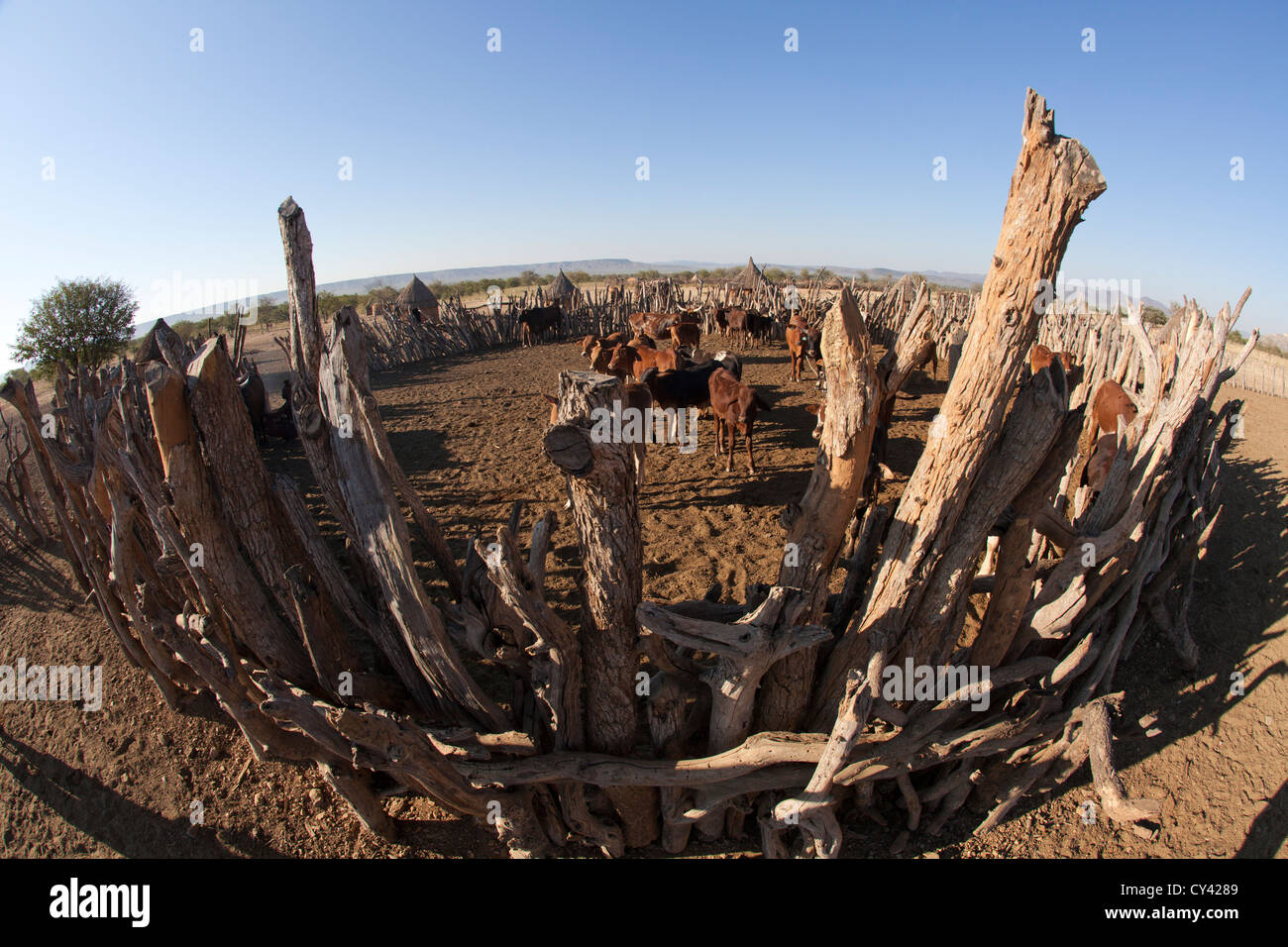 Himba tribe in Namibia Stock Photo - Alamy