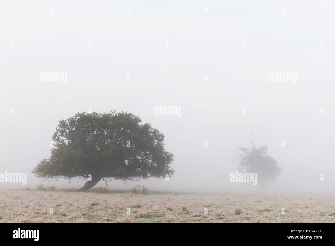 sunrise through early morning summer mist created by river Darent ...
