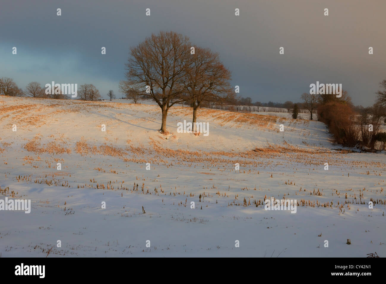 Europe, France, Normandy, Orne (61) trees in a field of corn stubble in ...
