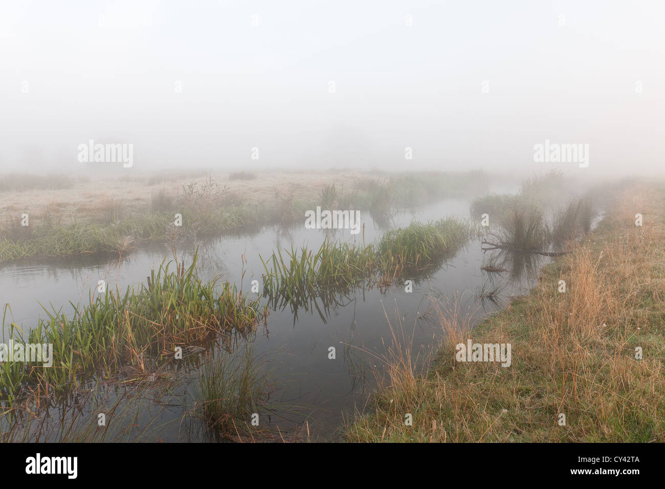 sunrise through early morning summer mist created by river Darent ...