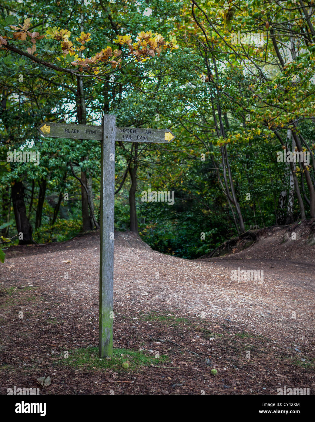 Signpost woods forest tree woodland hi-res stock photography and images ...