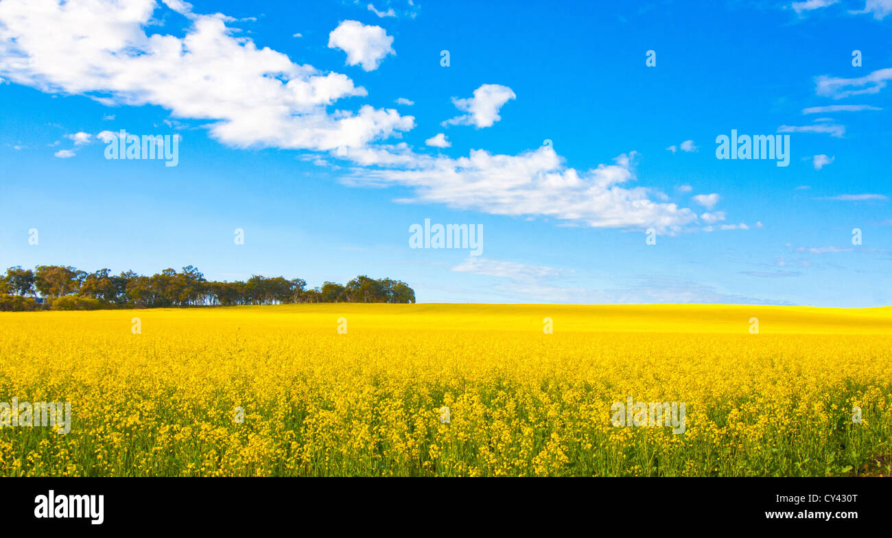 Canola field australia hi-res stock photography and images - Alamy