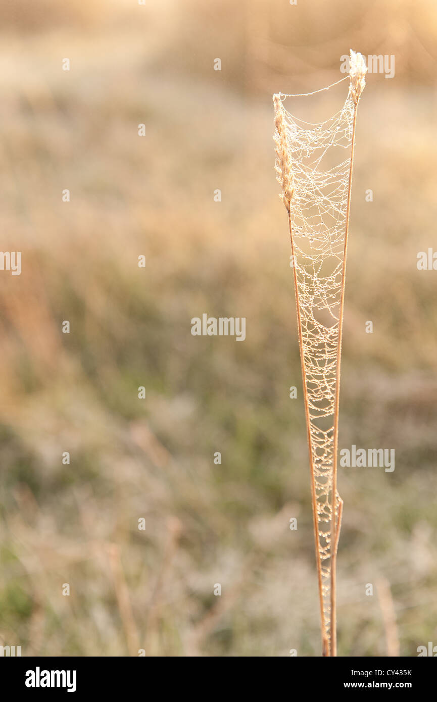 gossamer threads sodden with early morning mist hang like curtains from ...