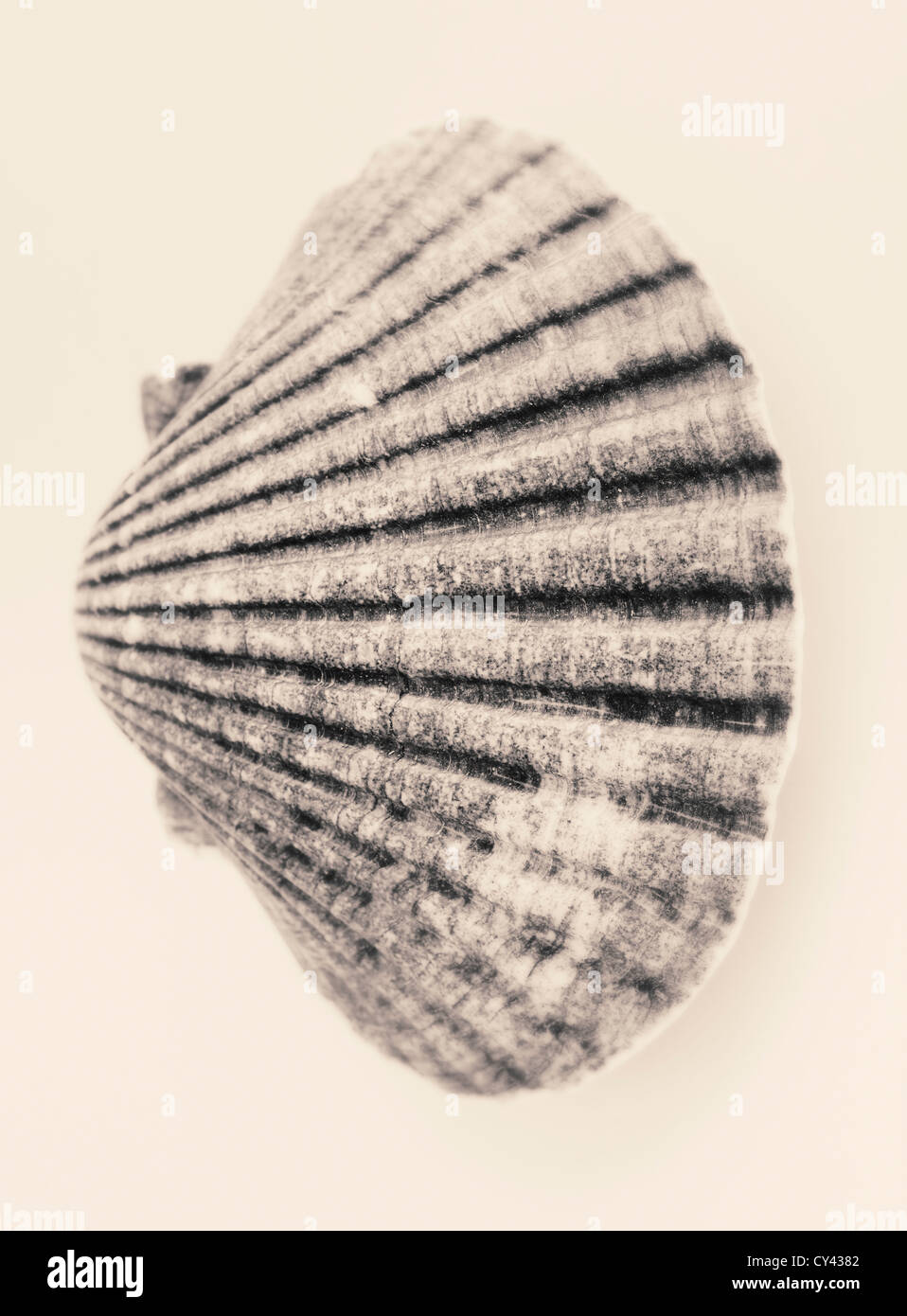 Still life of sea shell Stock Photo - Alamy