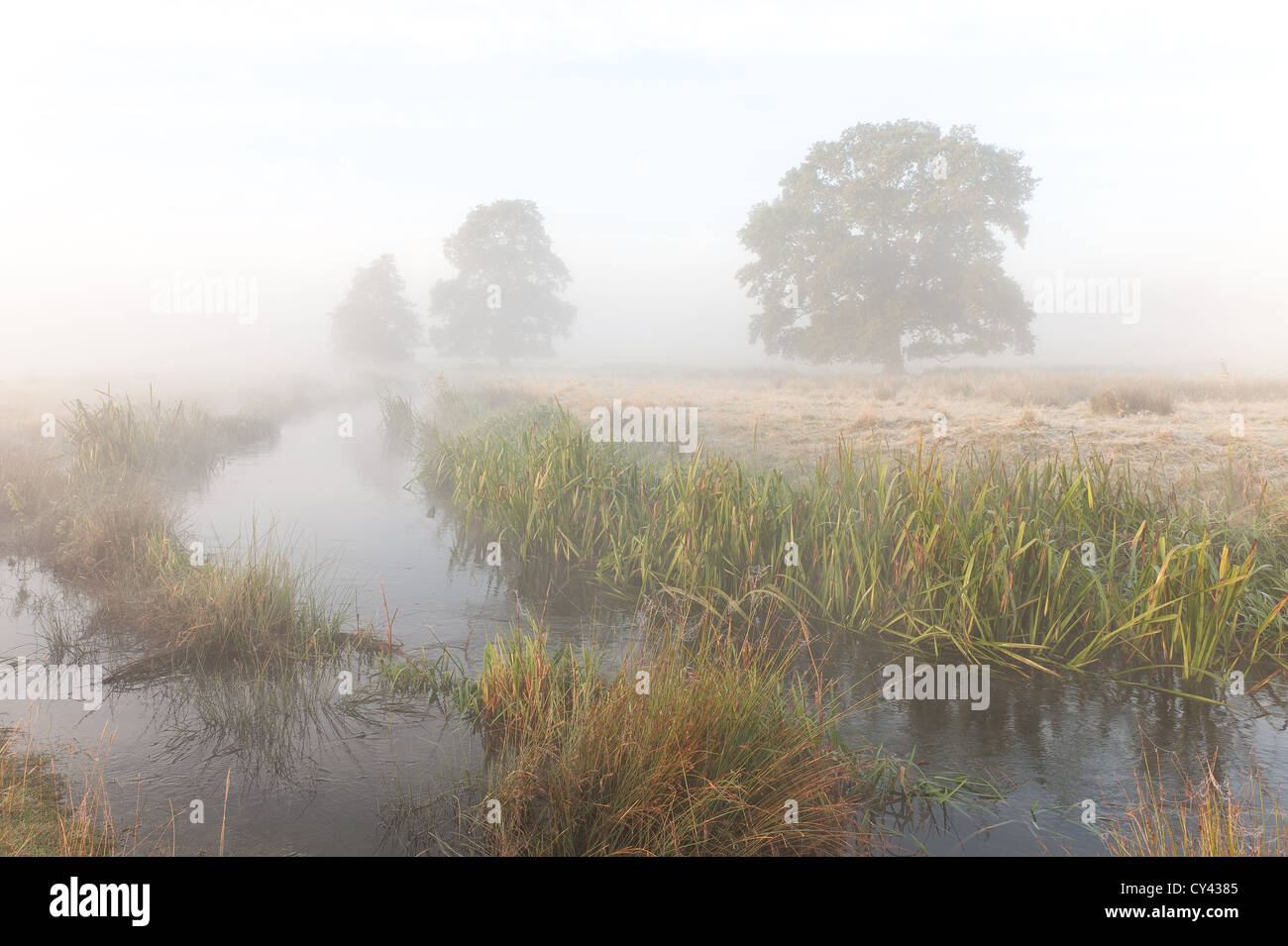 sunrise through early morning summer mist created by river Darent ...