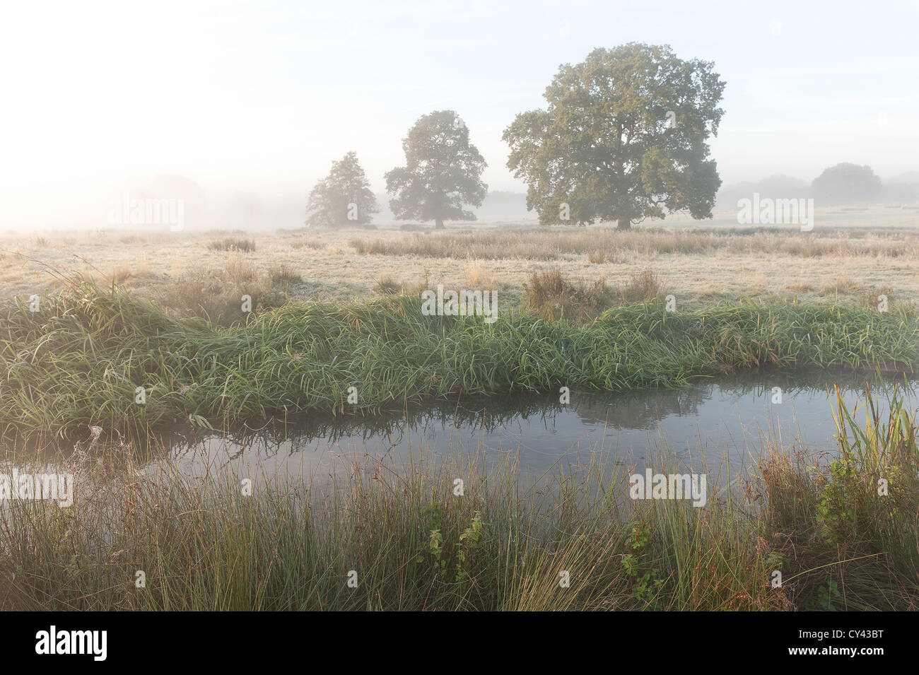 sunrise through early morning summer mist created by river Darent ...