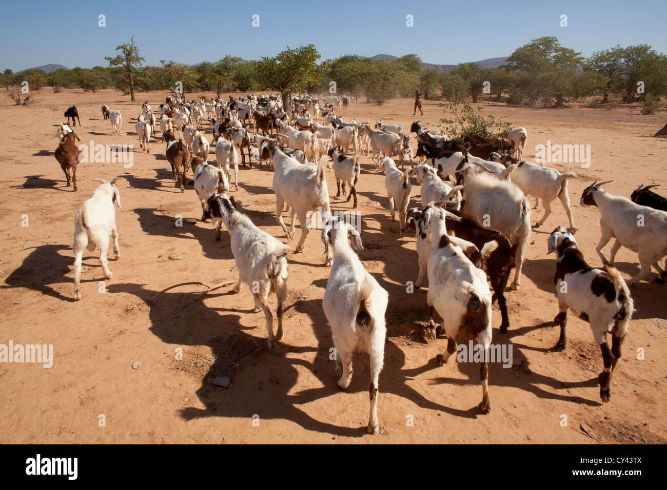 Himba tribe in Namibia Stock Photo - Alamy