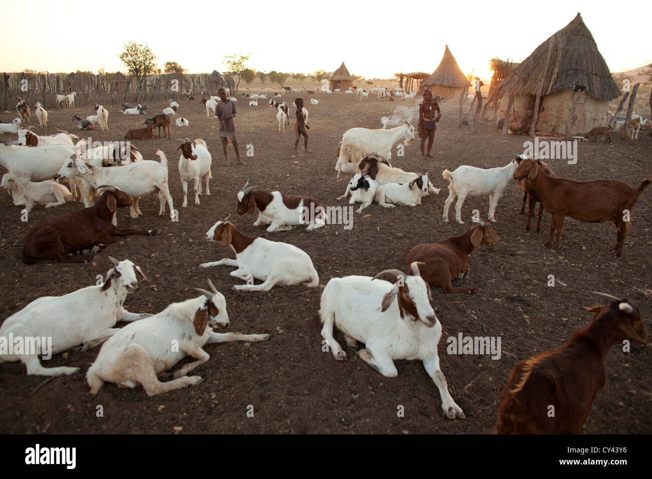 Namibia goat hi-res stock photography and images - Alamy