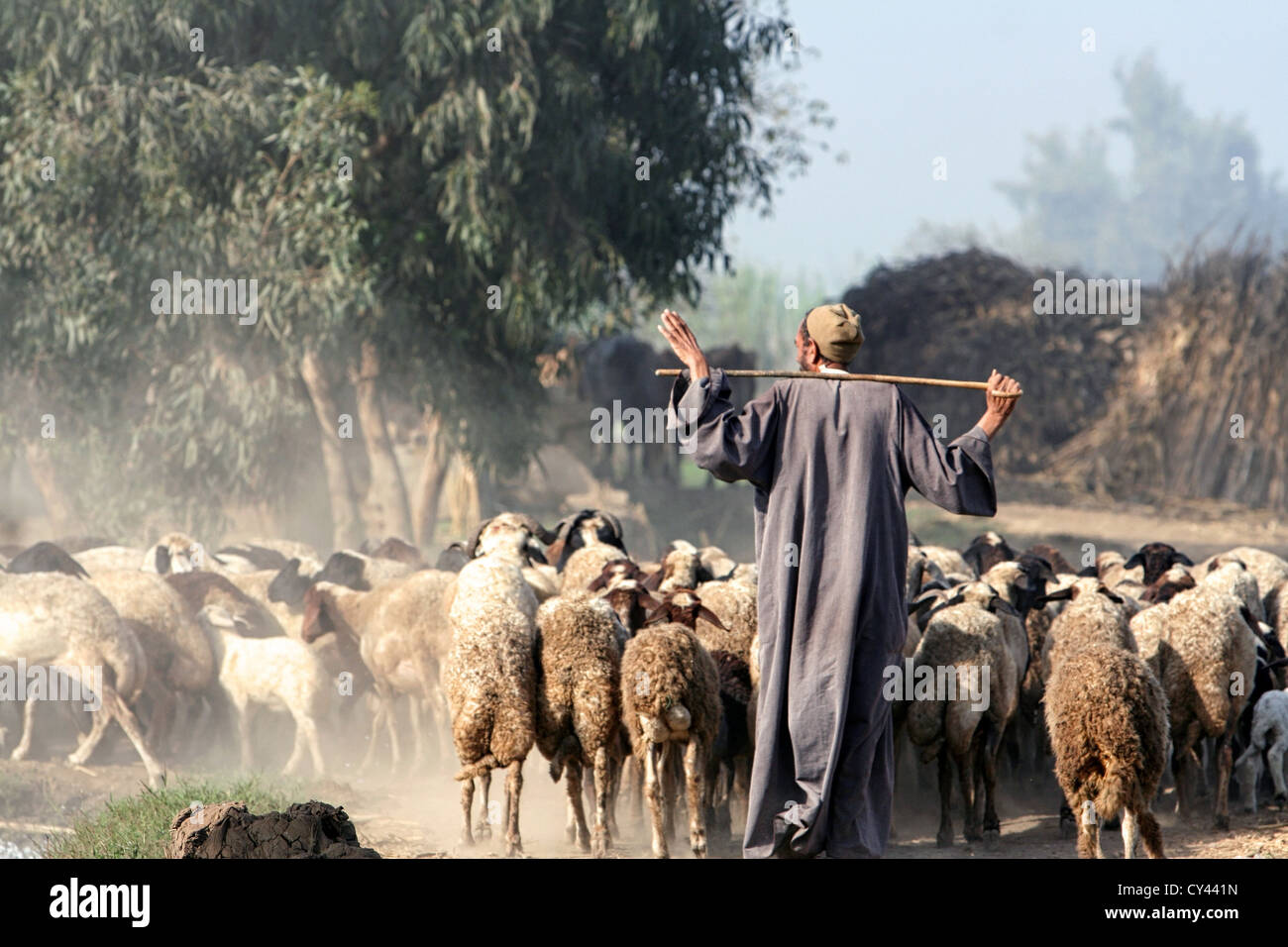 Egypt shepherd hi-res stock photography and images - Alamy