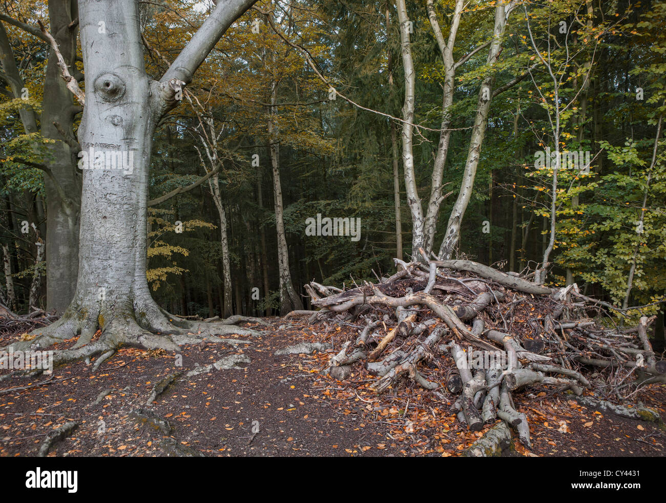 Forest cut down trees hi-res stock photography and images - Alamy
