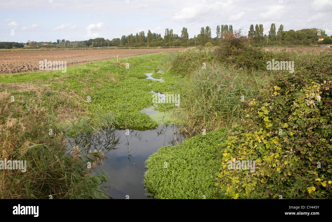 Ditch weed hi-res stock photography and images - Alamy