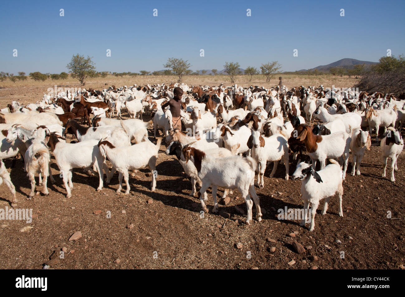 Namibia livestock hi-res stock photography and images - Alamy