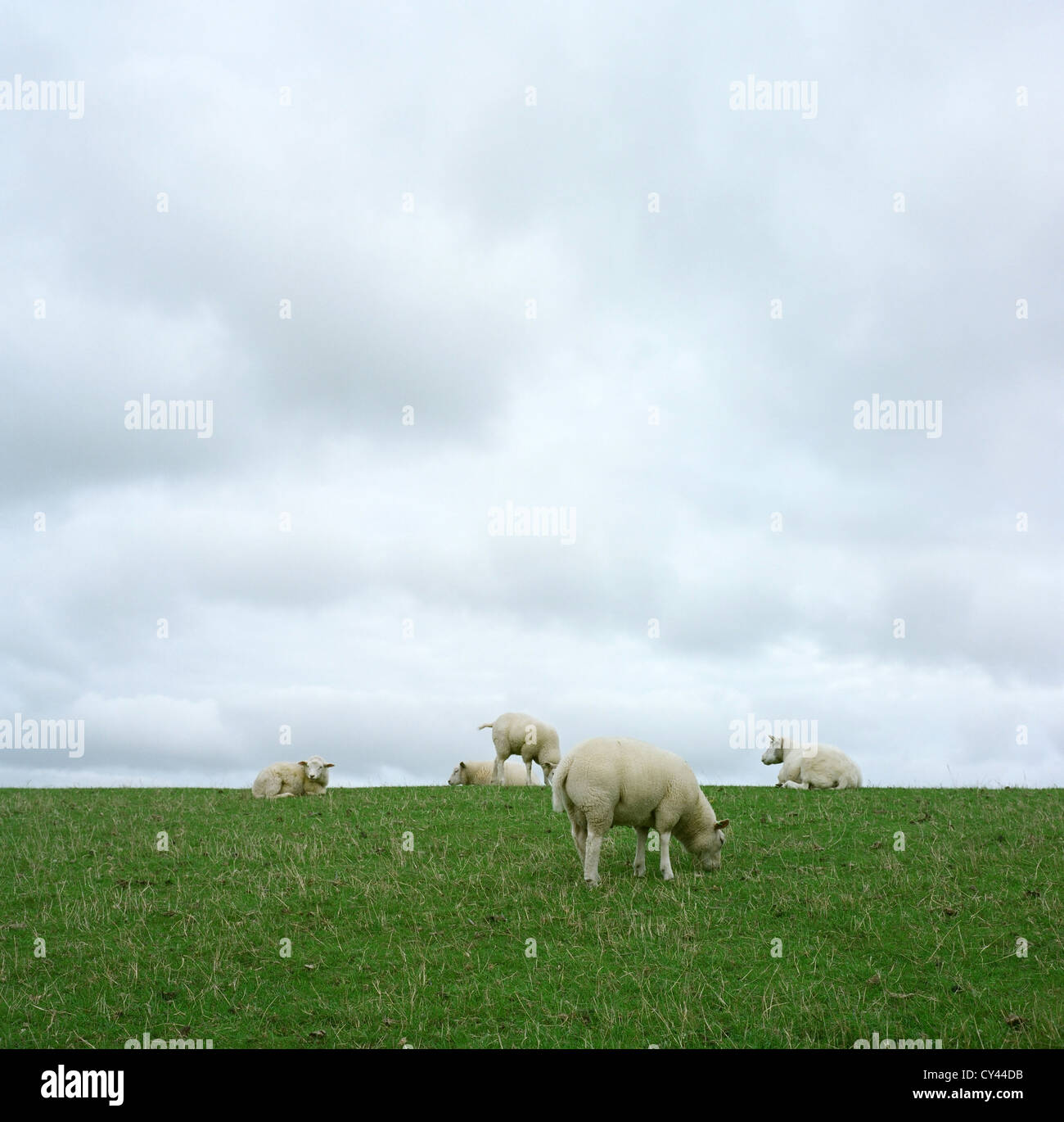 Grazing animals in hi-res stock photography and images - Alamy
