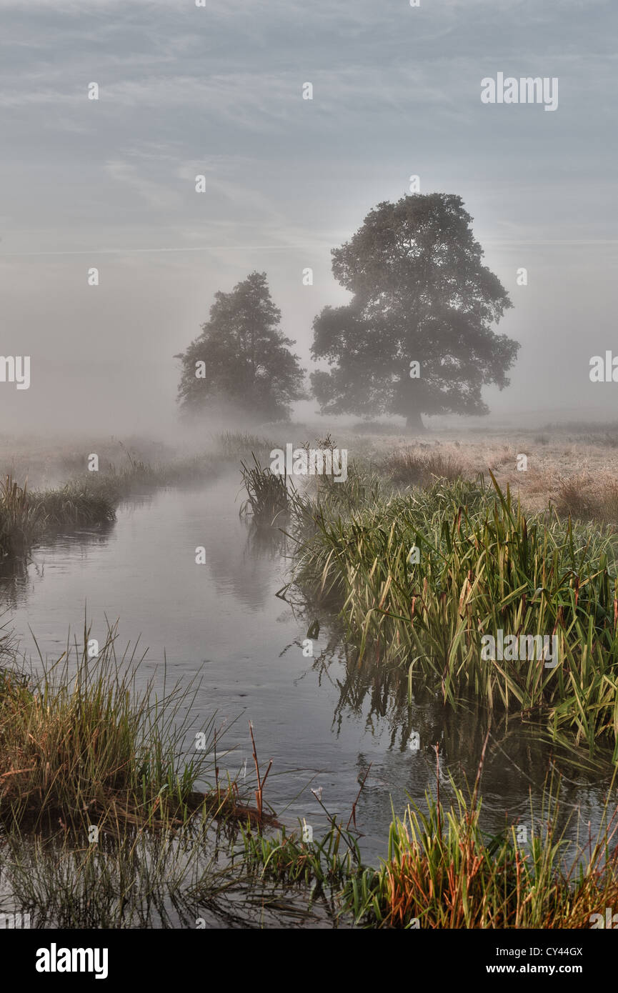 sunrise through early morning summer mist created by river Darent ...