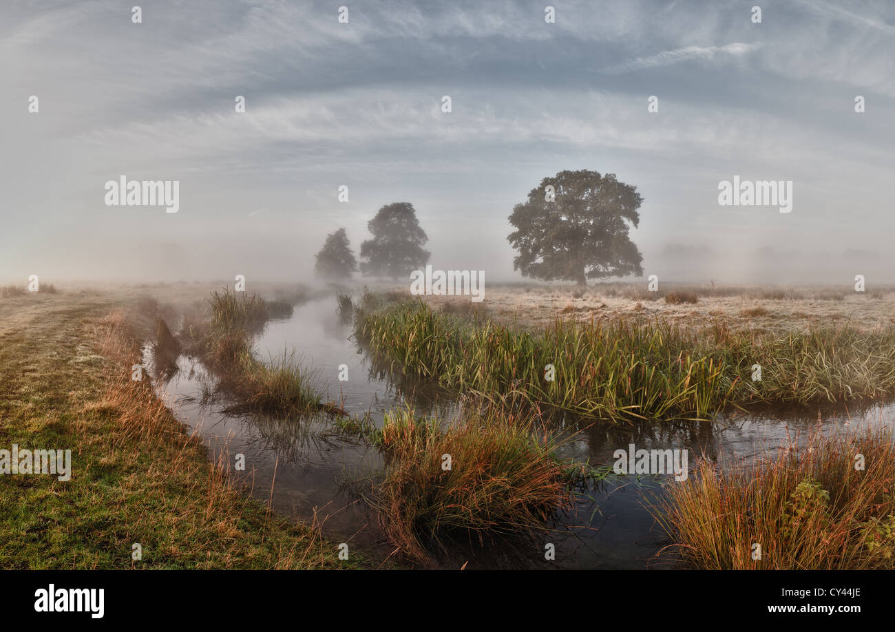 sunrise through early morning summer mist created by river Darent ...