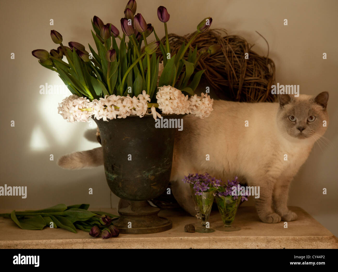 tulips and cat Stock Photo - Alamy
