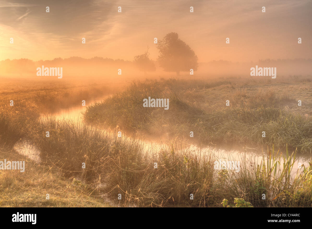 sunrise through early morning summer mist created by river Darent ...