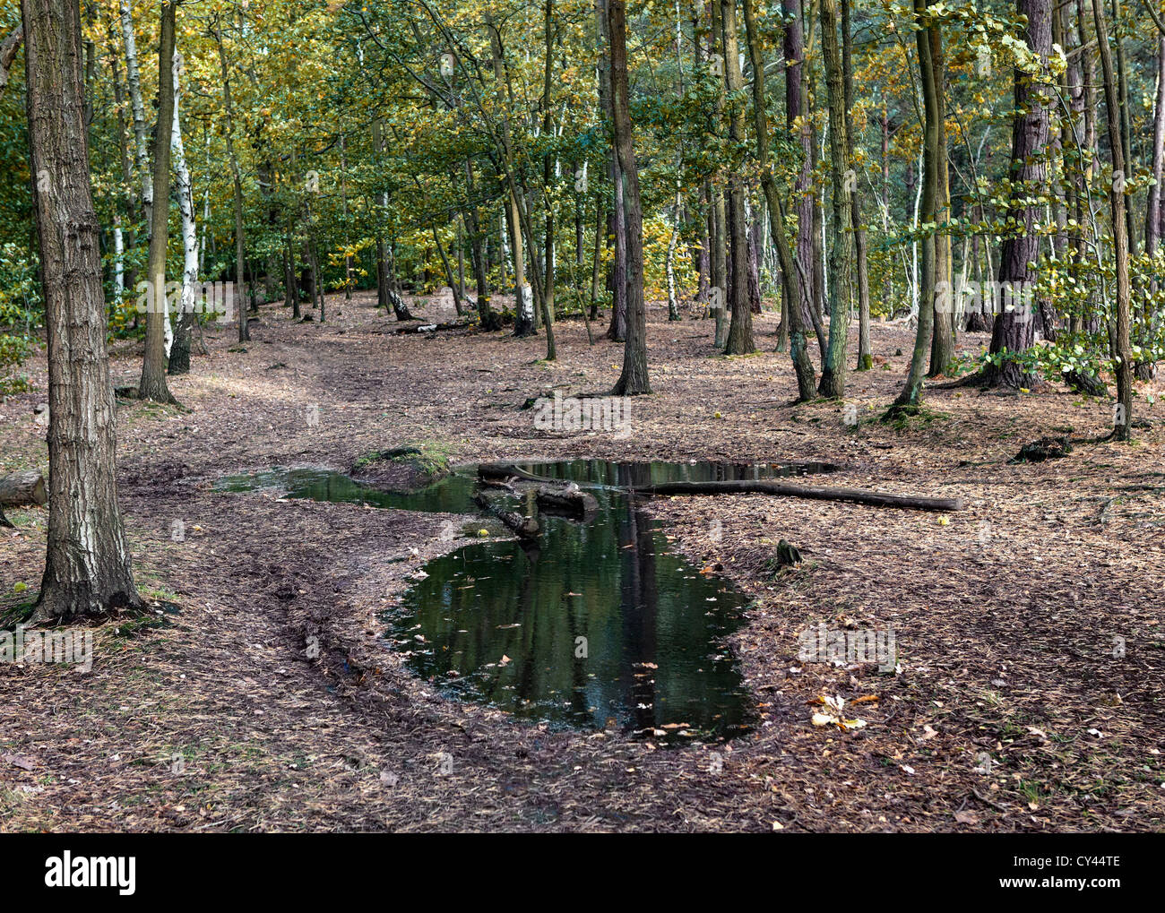 Trees in early Autumn - Esher Common Stock Photo - Alamy