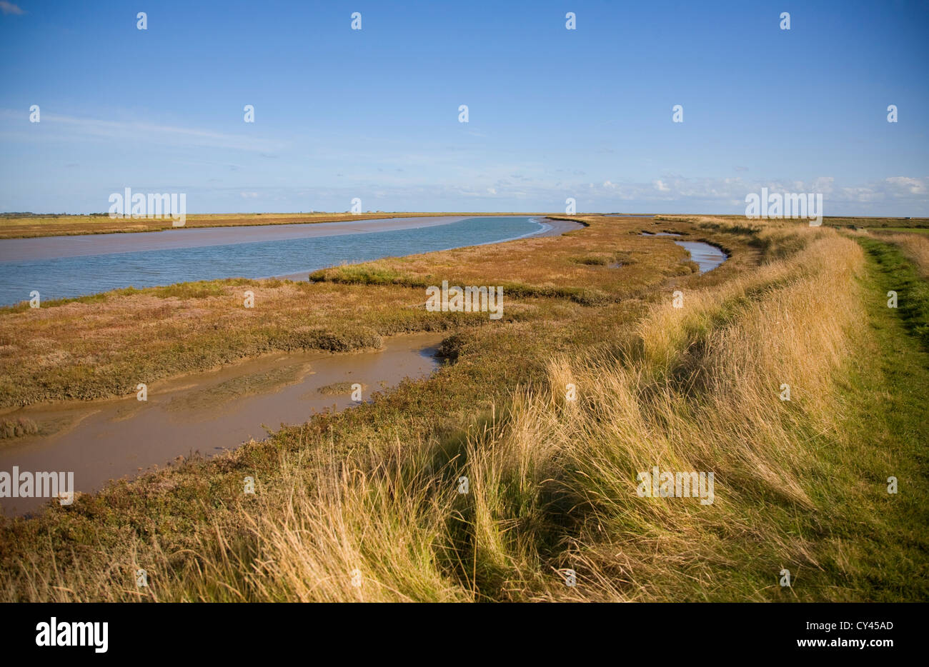 Saltings salt marsh environment Butley Creek river, Boyton, Suffolk ...