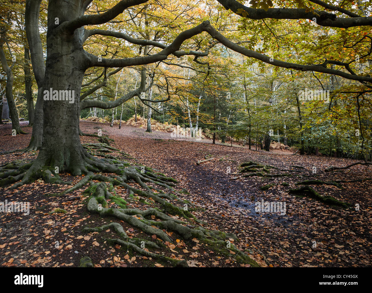 Autumn leaves, roots, moss and muddy paths - Esher Common Stock Photo ...