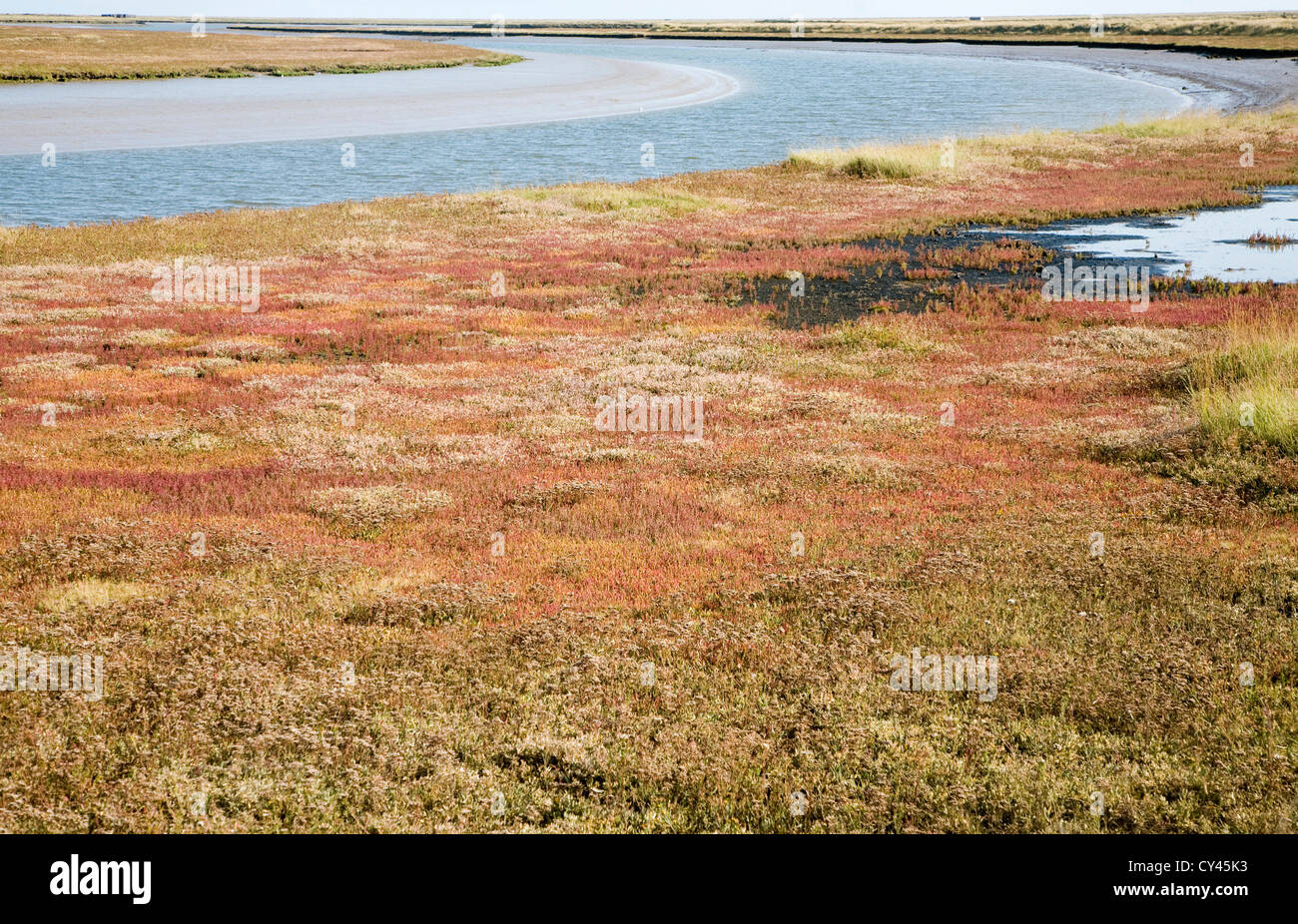 Saltings salt marsh environment Butley Creek river, Boyton, Suffolk ...