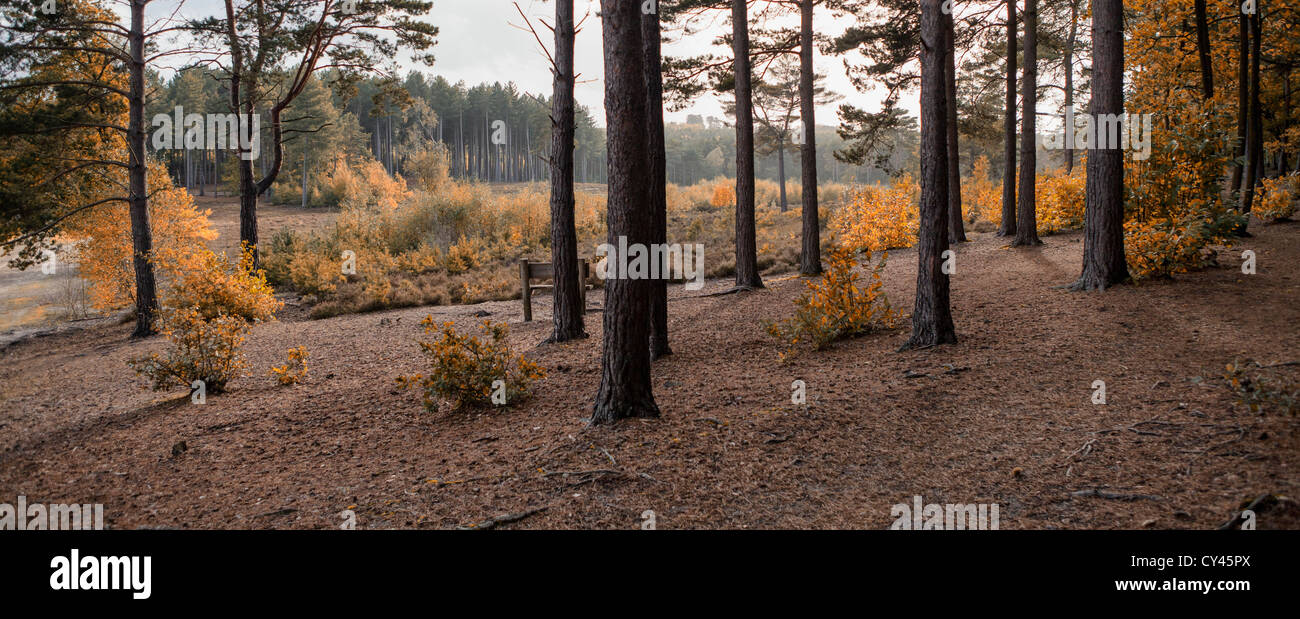 Esher Common High Resolution Stock Photography and Images - Alamy