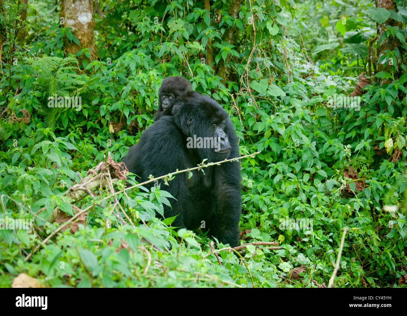 Gorilla In Volcanoes National Park - Rwanda Stock Photo - Alamy