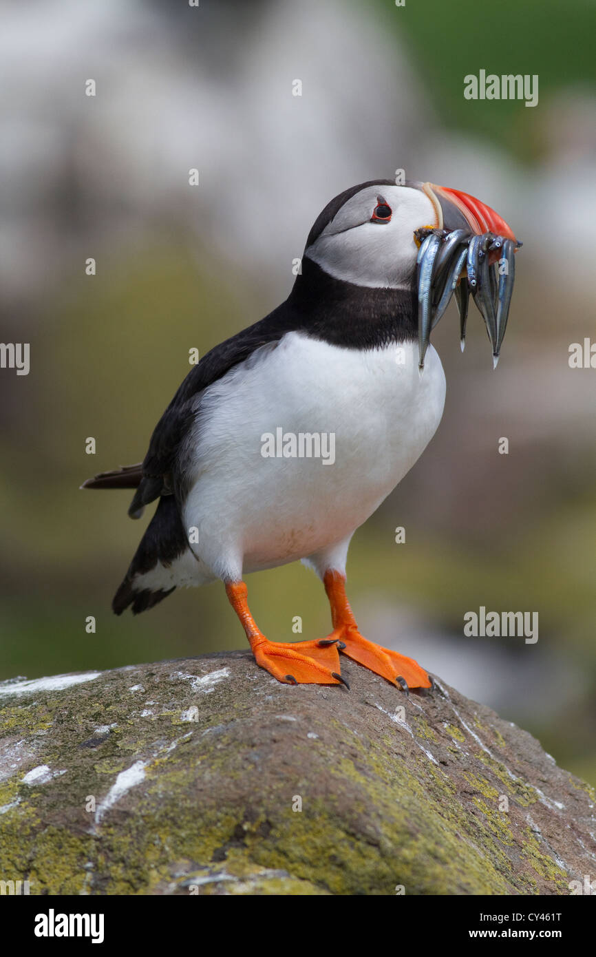 Puffin fish beak hi-res stock photography and images - Alamy
