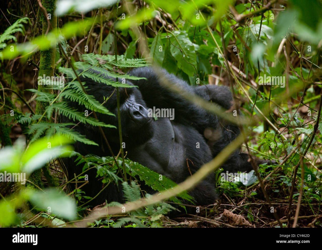 Gorilla In Volcanoes National Park - Rwanda Stock Photo - Alamy