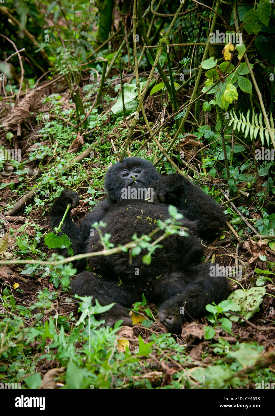 Gorilla In Volcanoes National Park - Rwanda Stock Photo - Alamy