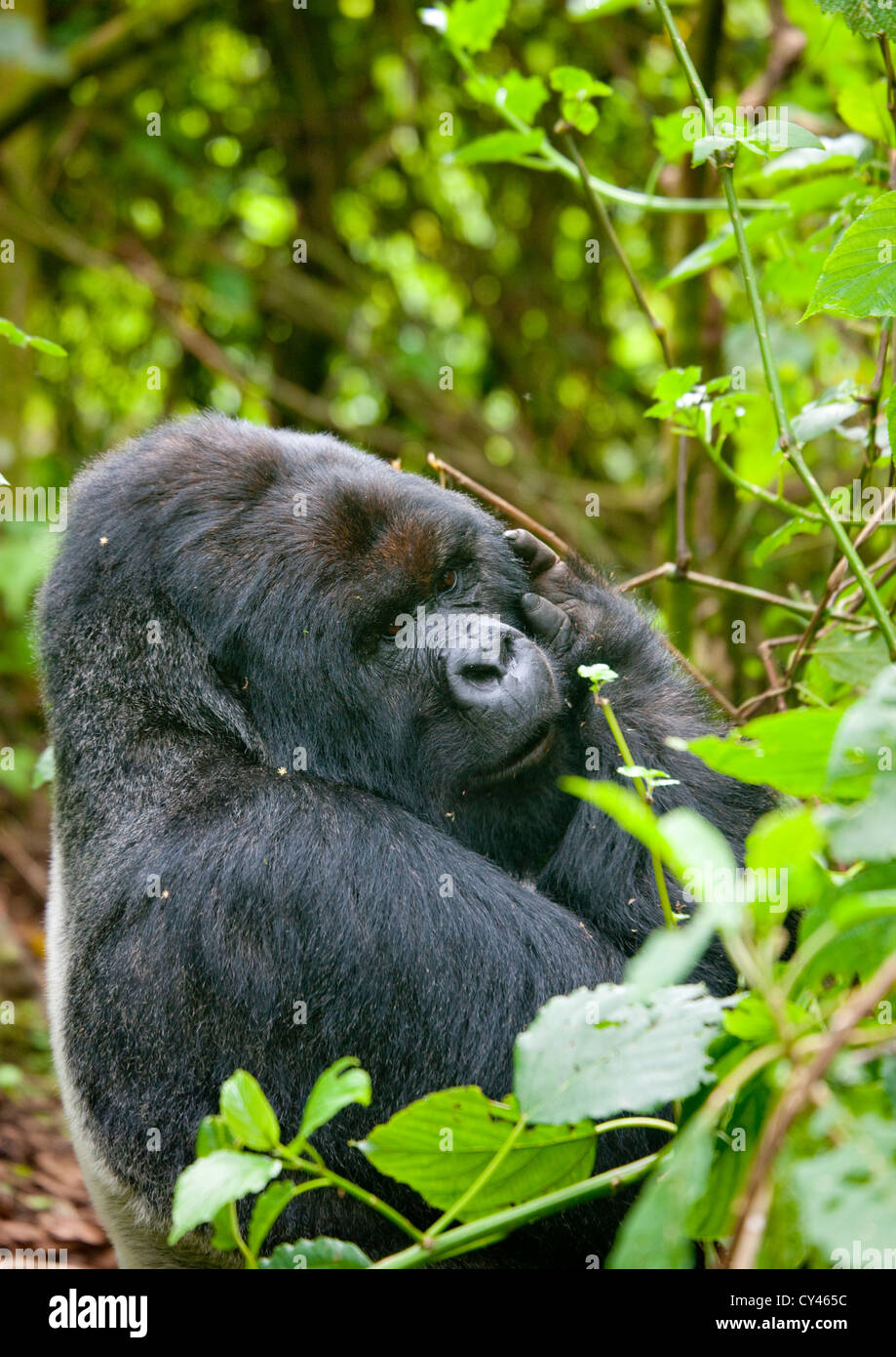 Gorilla In Volcanoes National Park - Rwanda Stock Photo - Alamy