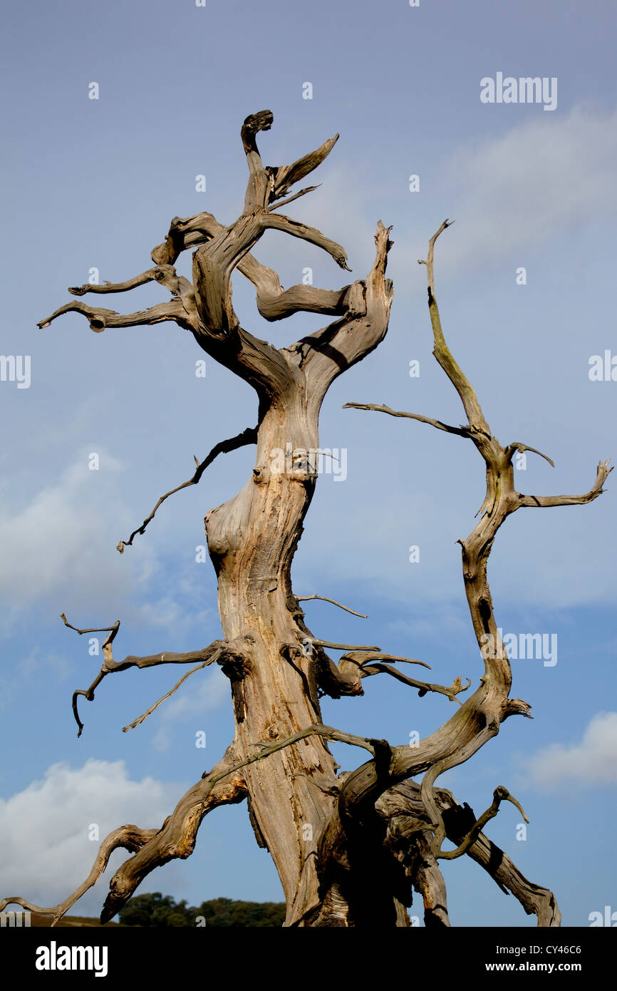 Old knobbly tree hi-res stock photography and images - Alamy