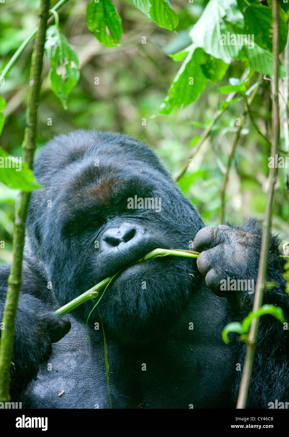 Gorilla In Volcanoes National Park - Rwanda Stock Photo - Alamy