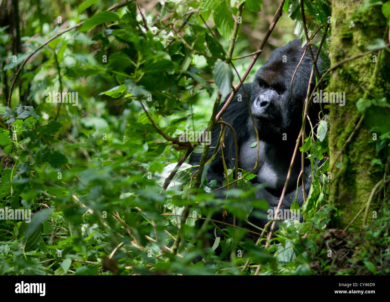 Gorilla In Volcanoes National Park - Rwanda Stock Photo - Alamy