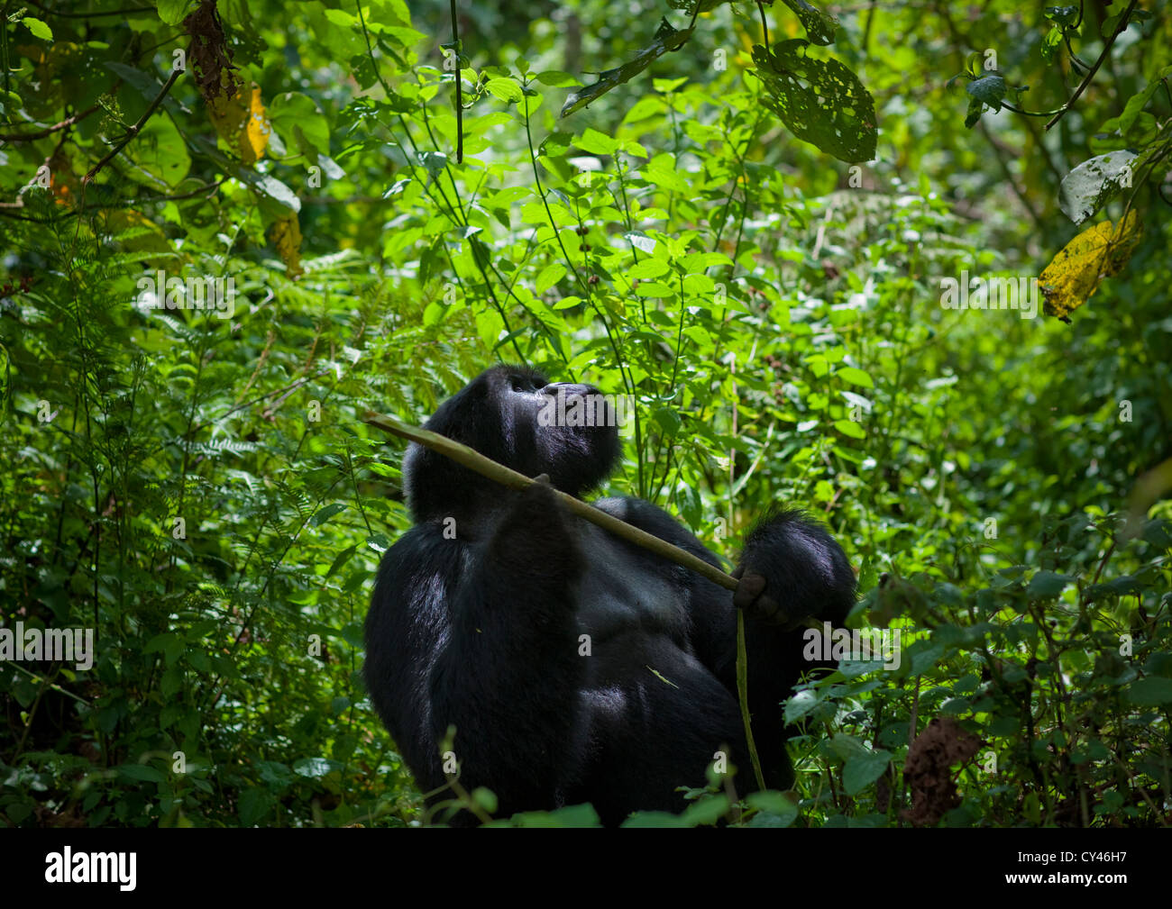 Gorilla In Volcanoes National Park - Rwanda Stock Photo - Alamy