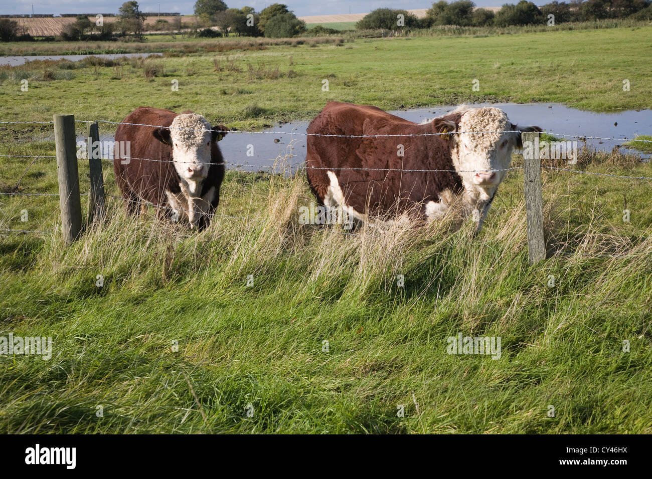 Hereford cattle calves wetland marshes grazing Boyton Marshes, Suffolk ...