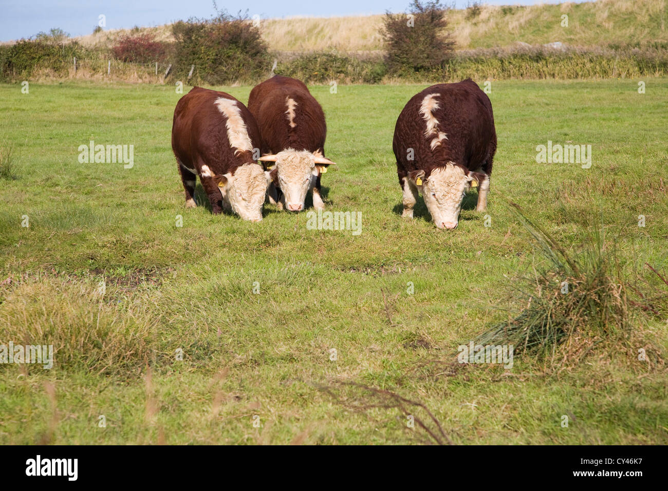 England wetland cows livestock farm farming cow hi-res stock ...