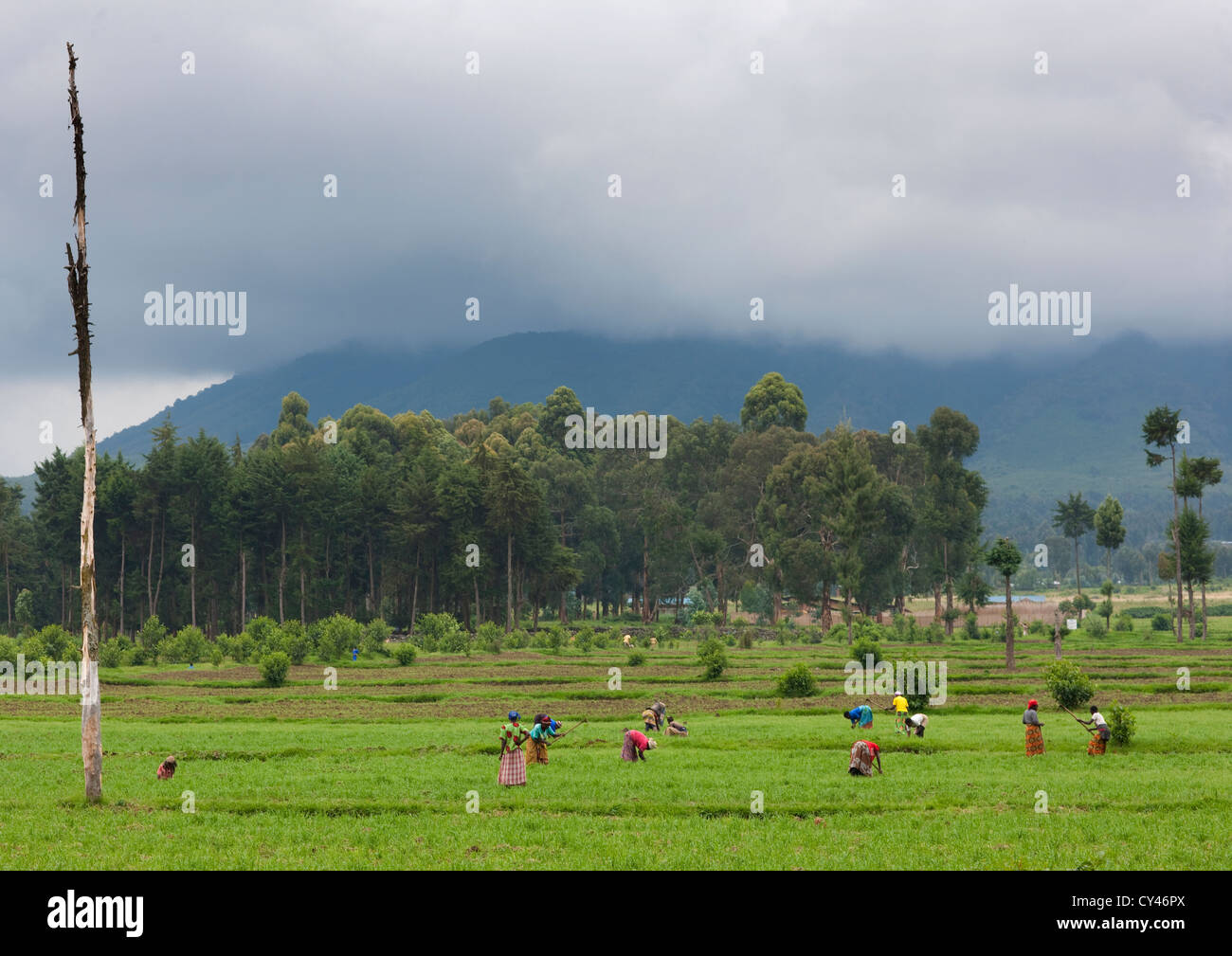 Volcanoes National Park Area - Rwanda Stock Photo - Alamy