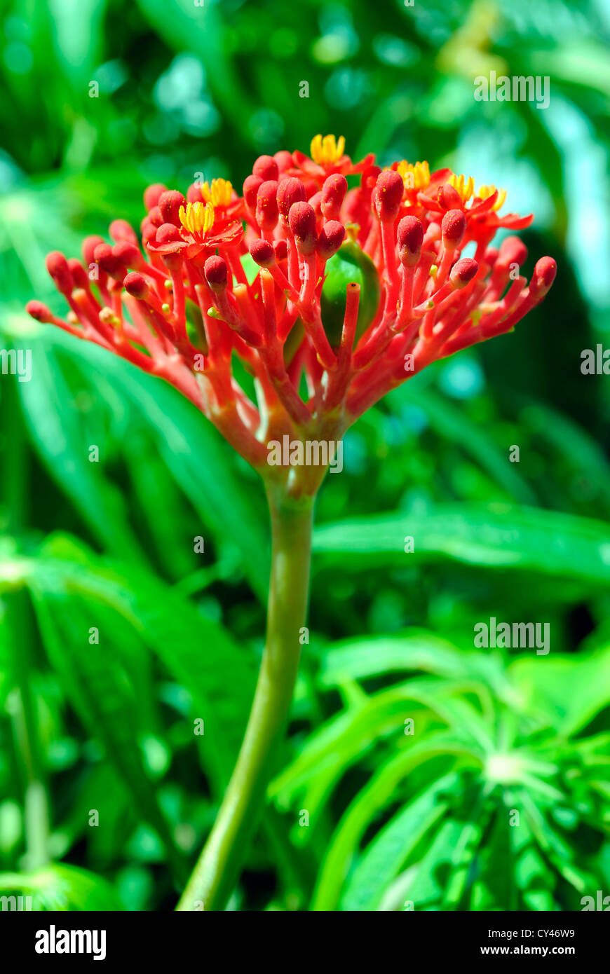 Grenada caribbean flowers hi-res stock photography and images - Alamy